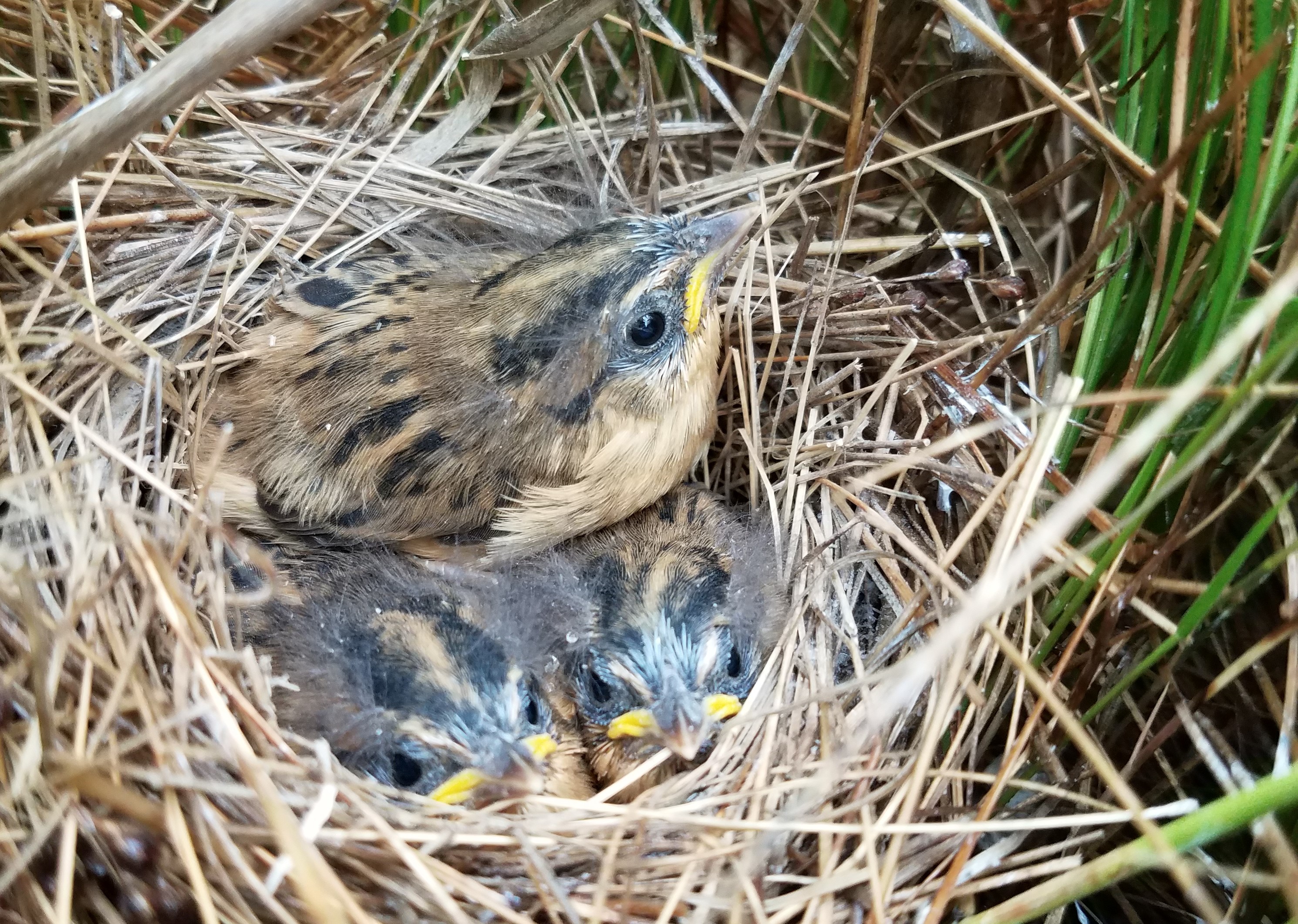 Saltmarsh Sparrow nest | FWS.gov